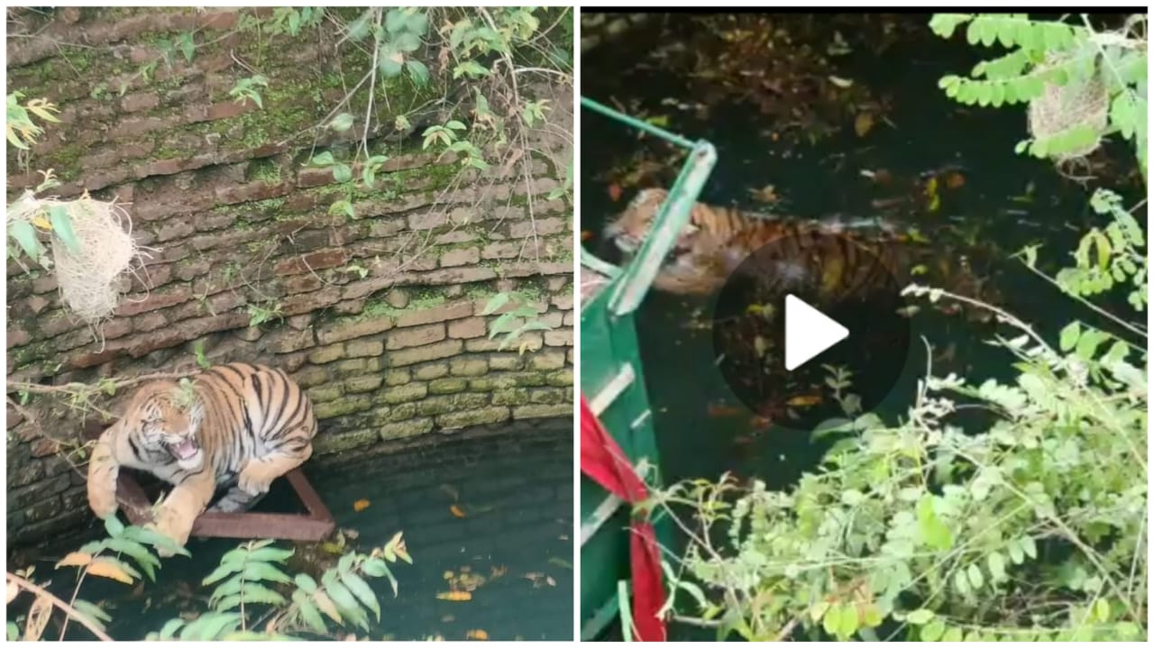 कुएं में गिरे बाघ का किया गया रेस्क्यू, ग्रामीणों की मौजूदगी से असहज ...