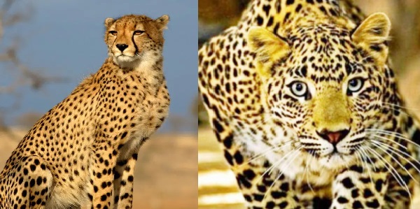 चीते और तेंदुए में क्या-क्या अंतर हैं? सिर्फ 4 प्वॉइंट में समझिए | What ...