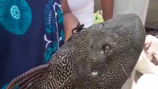 Devil fish:हैदराबाद में महिला ने पकड़ी दुर्लभ मछली, जानिए क्यों कहलाती ...