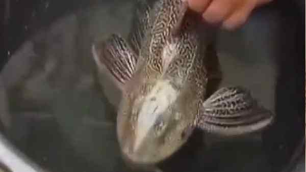 Devil fish:हैदराबाद में महिला ने पकड़ी दुर्लभ मछली, जानिए क्यों कहलाती ...