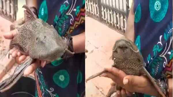 Devil fish:हैदराबाद में महिला ने पकड़ी दुर्लभ मछली, जानिए क्यों कहलाती ...