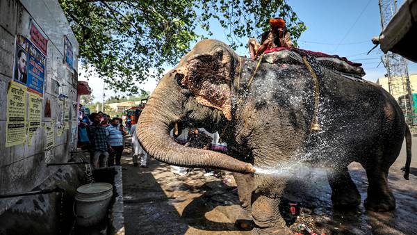 ‘केले देख हाथी हुआ आगबबूला...’, सूंड में महावत को लपेटा और ले ली उसकी ...
