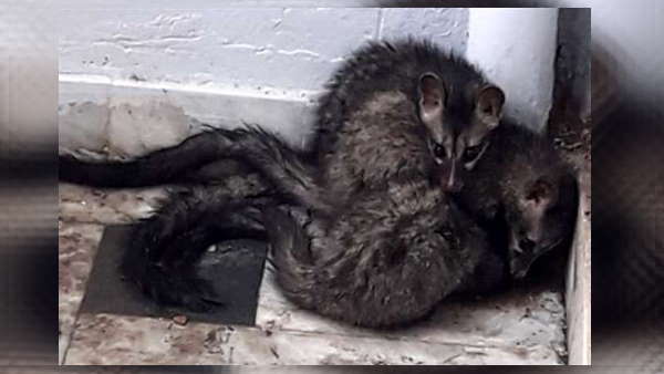 कब्र खोदकर शरीर खा जाता है यह जीव, भय के कारण ग्रामीणों की नींद गायब ...