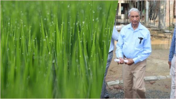 मिलिए भारत के ब्लॉकबस्टर 'राइस मैन' से, जो पूरी दुनिया को खाना खिला रहे ...