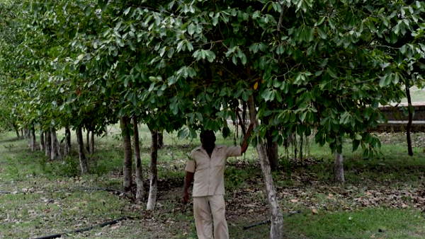 अनूठा दृश्‍य: प्‍लास्टिक-आभूषणों से नहीं, गुजरात में यहां पत्‍तल-दोना ...