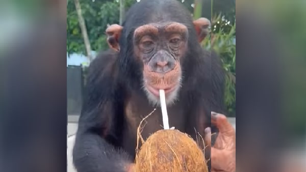 Chimpanzee viral VIDEO: चश्मा पहनकर आशिकाना मिजाज में नारियल पानी पी रहा चिंपैंजी, स्टाइल के ...