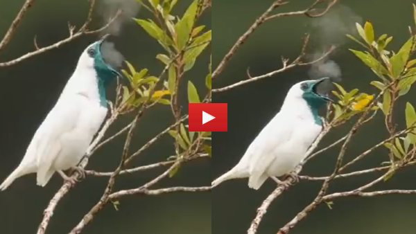 क्या पक्षी भी करते हैं स्मोकिंग? कैमरे में कैद हुई 'दुर्लभ तस्वीरें ...