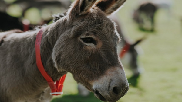 Donkey Meat: इस वजह से आंध्र प्रदेश के कुछ जिलों में खाया जाता है गधों ...