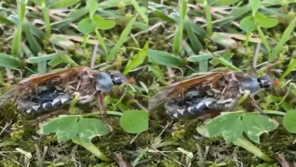 Video: विज्ञान या चमत्कार? मारा गया कीड़ा अचानक हुआ 'जिंदा', कौन ...
