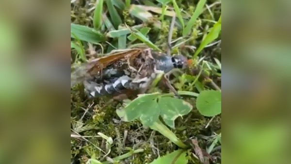 Video: विज्ञान या चमत्कार? मारा गया कीड़ा अचानक हुआ 'जिंदा', कौन ...