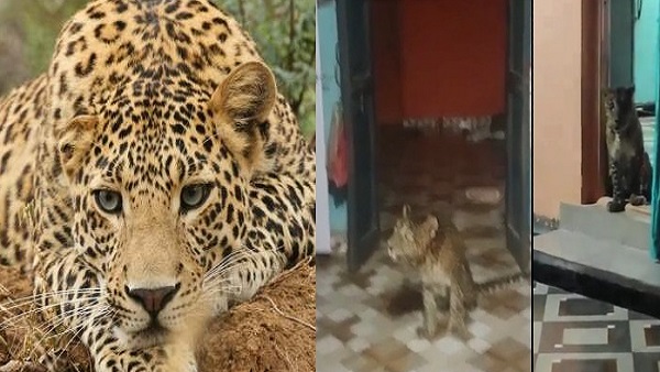 Leopard Inside House: जब घर में घुसकर तेंदुआ घूमने लगा, लोगों ने बनाया ...