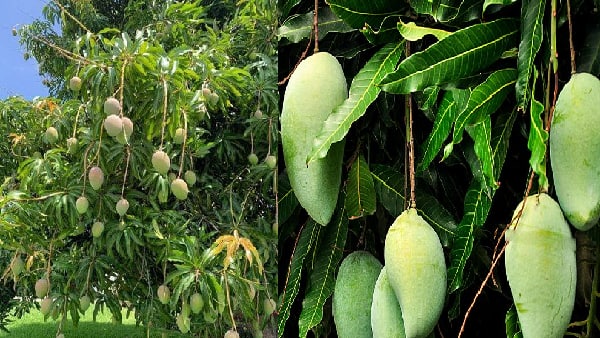Sundaraja Mango : रीवा के सुंदरजा आम को मिलेगी राष्ट्रीय पहचान, अंग्रेज ...