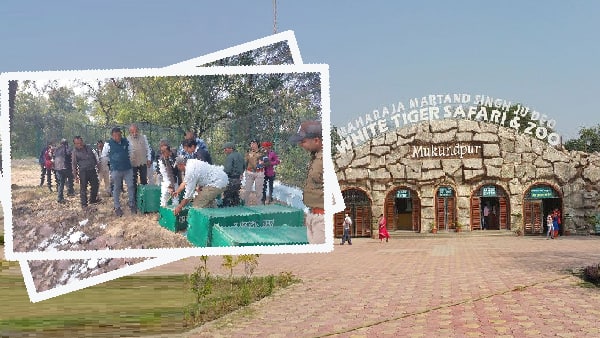 MP: मुरैना से लाए गए 8 घड़ियाल mukundpur चिड़ियाघर में छोड़ा गया, जल्द ...