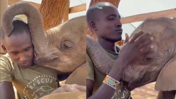 Viral Video: हाथी के बच्चे ने केयरटेकर लगाया गले, फिर कुछ यूं करने लगा Kiss | Viral Video: baby ...