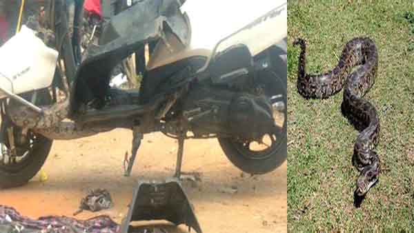 Python Rescue: स्कूटी में छिपा था विशालकाय अजगर, वहीं भरतपुर विधायक कर ...