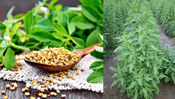 Foods in Winter: सर्दियों में रहना है स्वस्थ, तो करें बथुआ और मेथी का ...