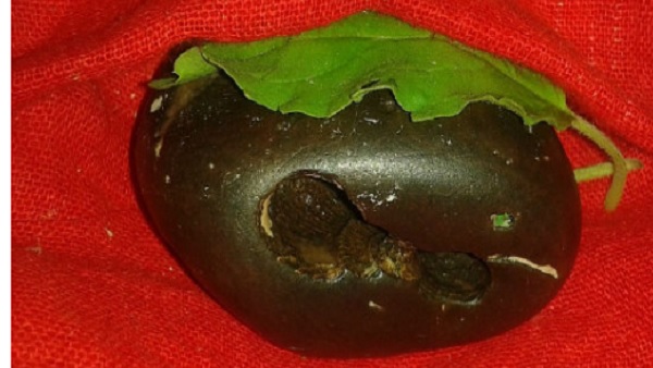 Lord Shaligra Aarti: पढ़ें भगवान शालिग्राम की आरती और महत्व | Lord ...