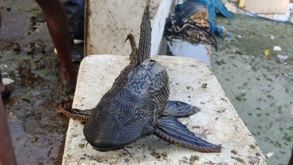 छतरपुर में मिली अमेरिका की अमेजन नदी में पाई जाने वाली खतरनाक मछली ...