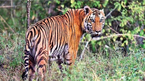 Sidhi news : गौशाला में घुसकर बाघ ने किया हमला, एक गाय और दो बैल को ...