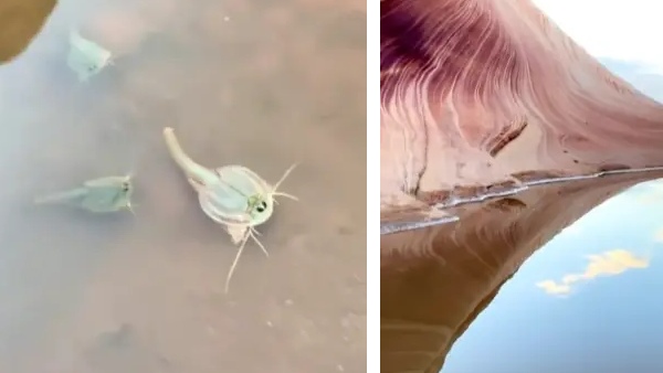 इंसानों को मिला डायनासोर युग से पहले का जीव, शरीर में 3 आंखें, पानी में ...