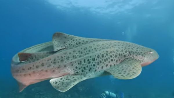 मेल शार्क को 'देखकर' ही गर्भवती हो गई फीमेल जेब्रा शार्क, कुंवारी रहकर ...