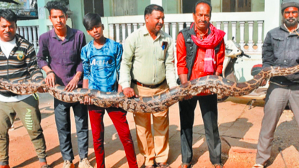 विदिशा के गुलाबगंज में 15 फिट लंबा अजगर निकलने से मचा हड़कंप, सर्व ...