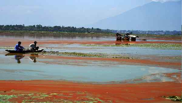 Global Warming का जवाब मिला, बड़ी टेंशन खत्म! जानें Brown Algae में है ...