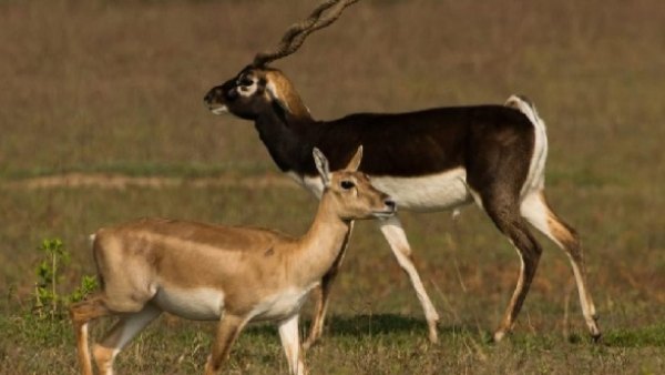 Blackbuck : काले हिरण के संघर्ष का 'राज', 12 Stool के DNA उठाएंगे रहस्य ...