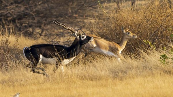 Blackbuck : काले हिरण के संघर्ष का 'राज', 12 Stool के DNA उठाएंगे रहस्य ...
