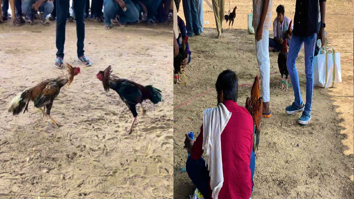 मुर्गे की लड़ाई में नपेंगे नेता! Cockfights पर हाई कोर्ट सख्त, आंध्र ...