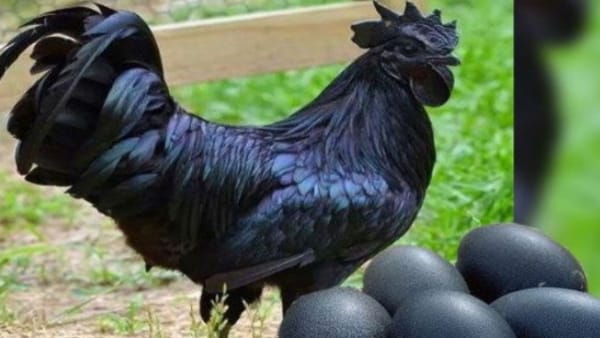 Kadaknath Murga :ग्वालियर के कड़कनाथ मुर्गे से लोग भगा रहे सर्दी, UP ...