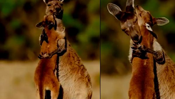 मानो कोई इंसान हो! मां कंगारू ने बार-बार चूमकर बच्चे को लगाया गले ...