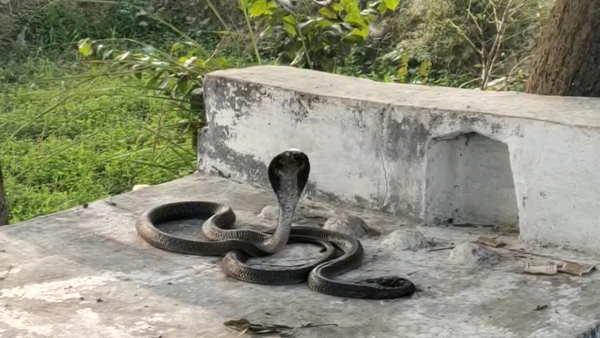 जब बदायूं के लोगों ने फ़िल्मी कहानी को हकीकत बनते देखा, नागिन के वियोग ...