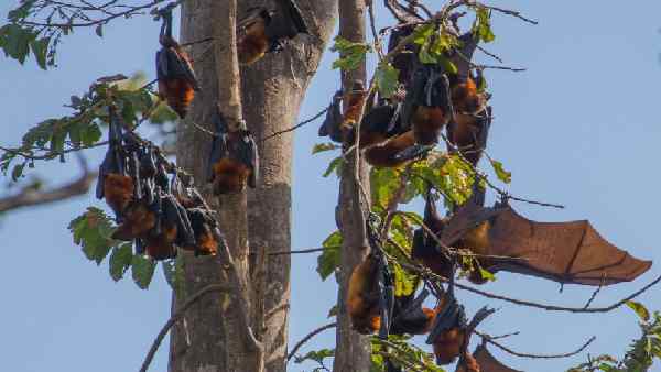 Painted bat: छत्तीसगढ़ के कांगेर नेशनल पार्क में मिला 'संकटग्रस्त ...