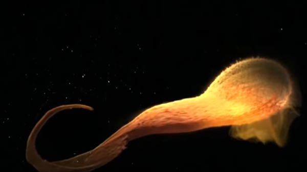 Tidal Disruption: भूखा Black hole निगल गया तारा! बना डोनट, देखिए ...