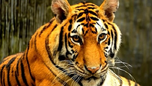 Tiger Project पन्ना की बाघिन से आबाद होगा माधव नेशनल पार्क, जल्द होगी ...