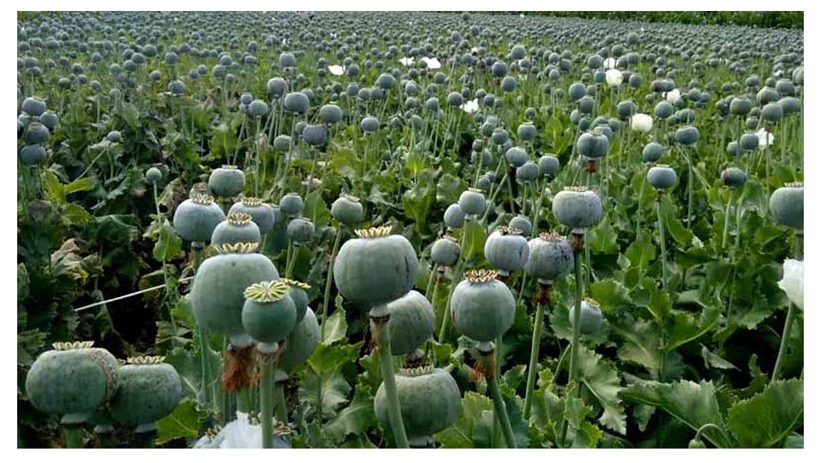 माफिया नेटवर्क पर लगाम! 2 महीने में करीब 863 एकड़ पर फैली अफीम की खेती ...