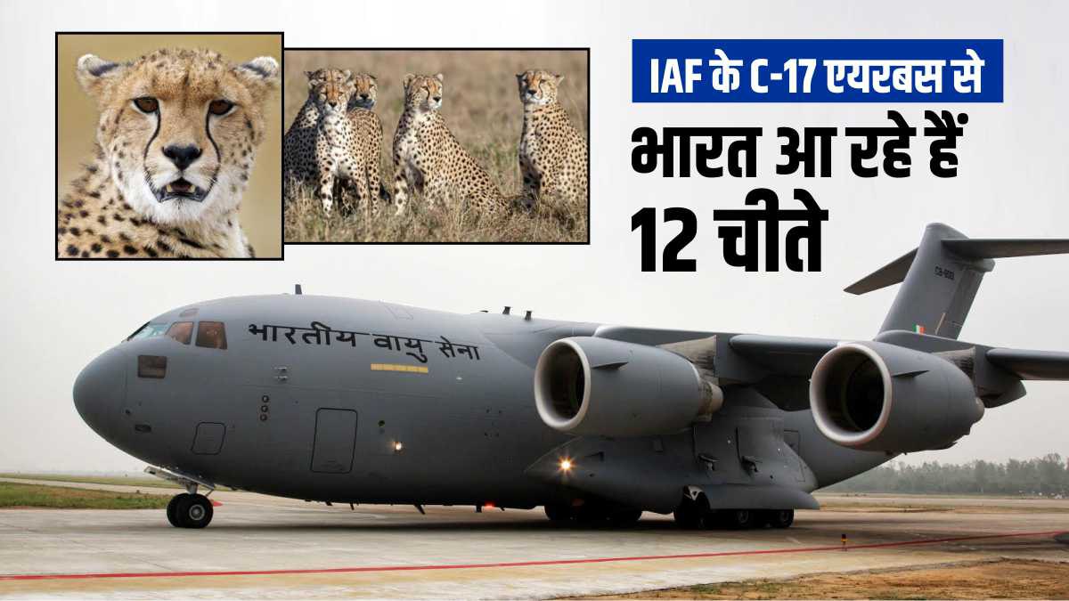 वायुसेना के C-17 ग्लोबमास्टर से 18 फरवरी को 12 चीते पहुंचेंगे भारत | 12 ...