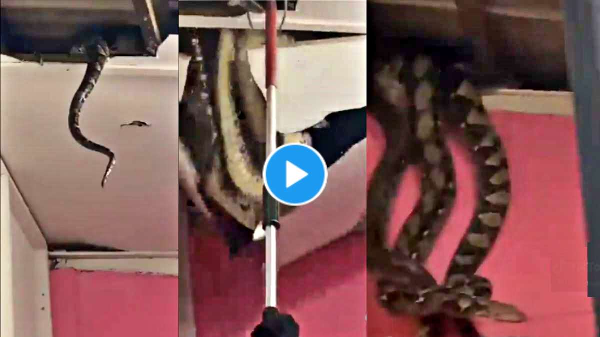 छत से एक साथ गिरे तीन भयंकर Snakes, हलक में अटकी रेस्क्यू टीम की जान ...