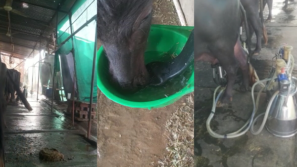 धनराज लववंश : वो लड़का जो 3 सरकारी नौकरी छोड़ बेचने लगा दूध, अब हर ...