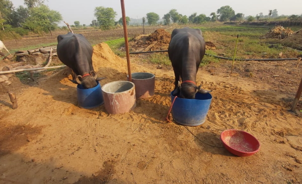 धनराज लववंश : वो लड़का जो 3 सरकारी नौकरी छोड़ बेचने लगा दूध, अब हर ...