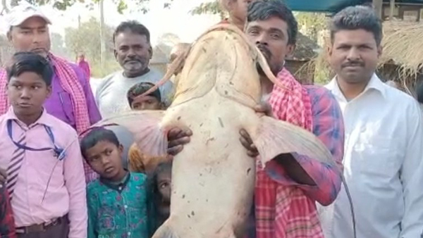 Catfish In Bihar: मछुआरे के जाल में फंसी 35 किलो की दुर्लभ मछली, लंबाई ...