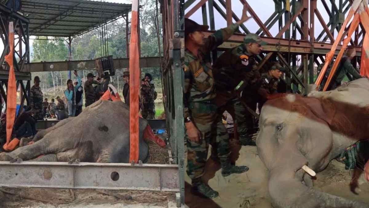 Elephant Rescue: हाथी का रेस्क्यू, सेना के इंजीनियर्स ने बनवाया लोहे का ...