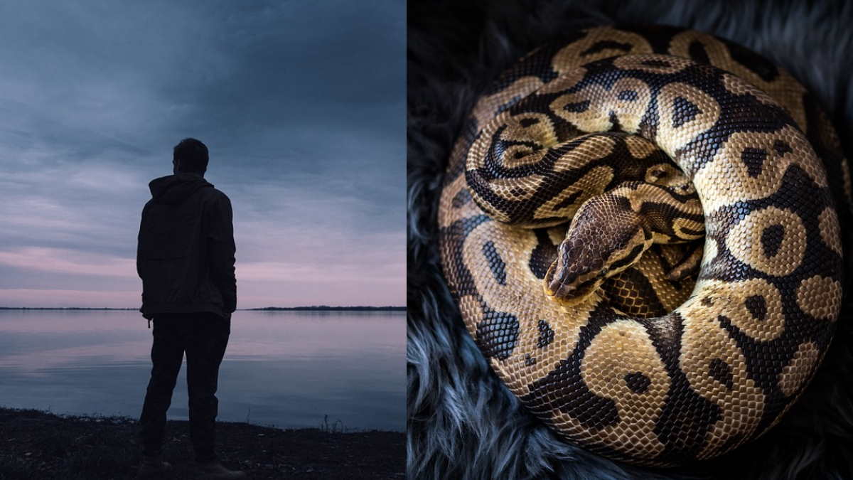 घरेलू झगड़े के दौरान शख्स ने खोया आपा, अजगर के सिर को ही दांत से काटा ...