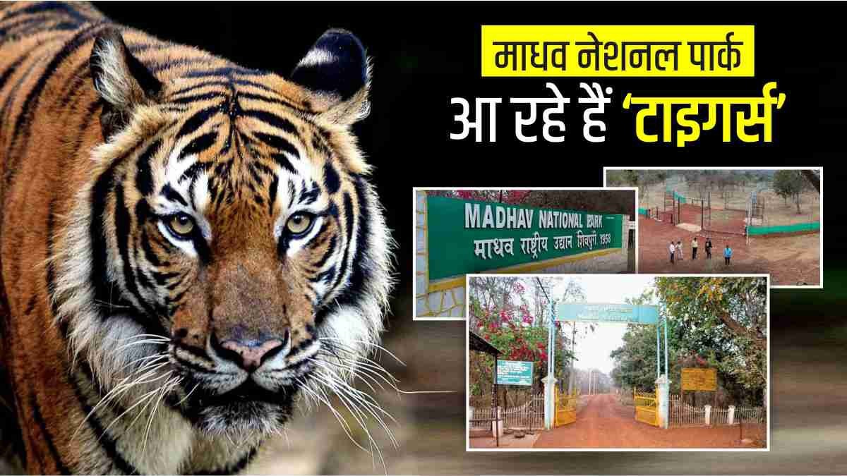 Tiger State MP में माधव नेशनल पार्क बाघों का नया घर, CM और Scindia ...