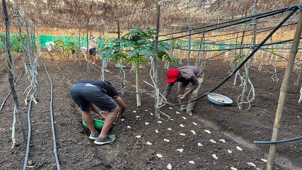 आकाश का कमालः मल्टी लेयर में 44 फसलें, किसानों को लखपति बनाने का निकाला फाॅर्मूला | Multi Layer ...