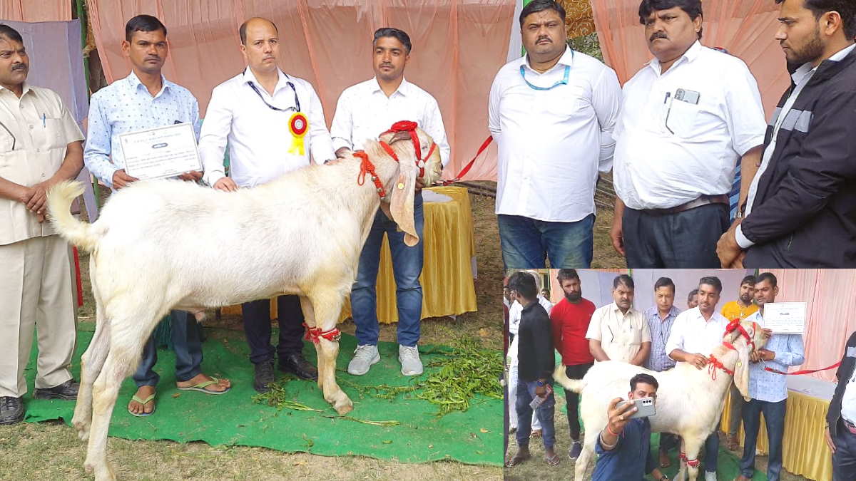 Mathura: वजन 110 किलो, ऊँचाई 43 इंच, उम्र महज 3 वर्ष, जानिए और क्या है ...