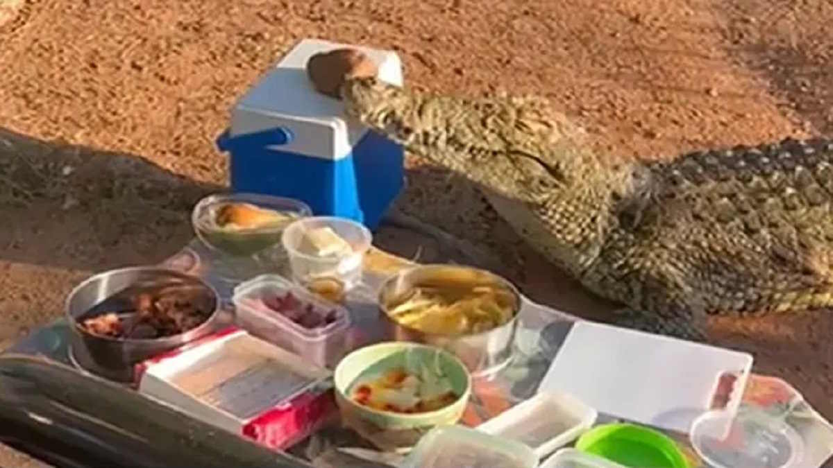 Crocodile Video: बुजुर्गों की पिकनिक में दहशत फैलाने पहुंच गया मगरमच्छ ...