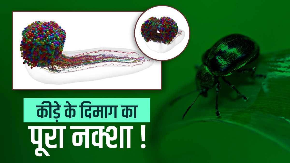 Insect Brain Map: क्या कीट पतंगों में भी होता है दिमाग? साइंटिस्ट्स ने ...
