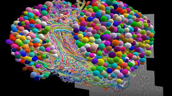 Insect Brain Map: क्या कीट पतंगों में भी होता है दिमाग? साइंटिस्ट्स ने ...